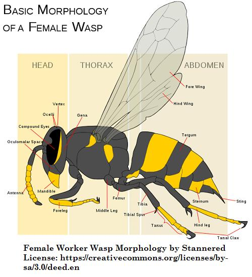 Facts about Wasps for kids | articlesforchristians