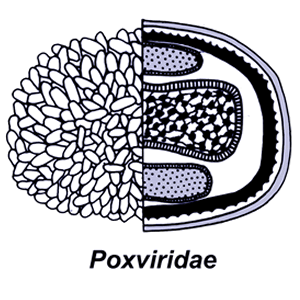 The Science of Illness: Bacteria, Viruses, and Health Tips for Children ...